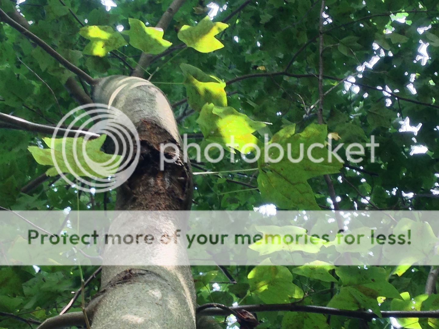 Tulip Poplar Tree Health: Troubleshooting Rot and Bark Issues