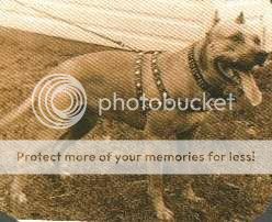 Historic Pit Bill Photos