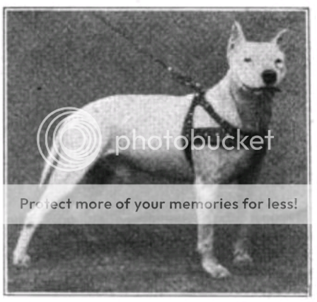 Foundation breeds of the APBT