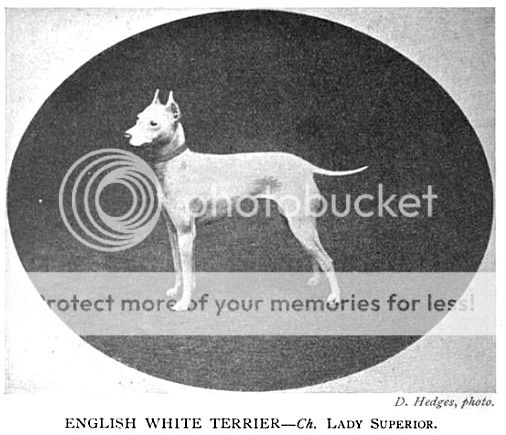 Foundation breeds of the APBT